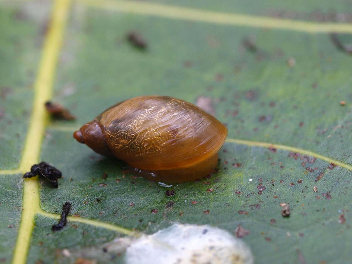 Succinea putris, Amber Snail